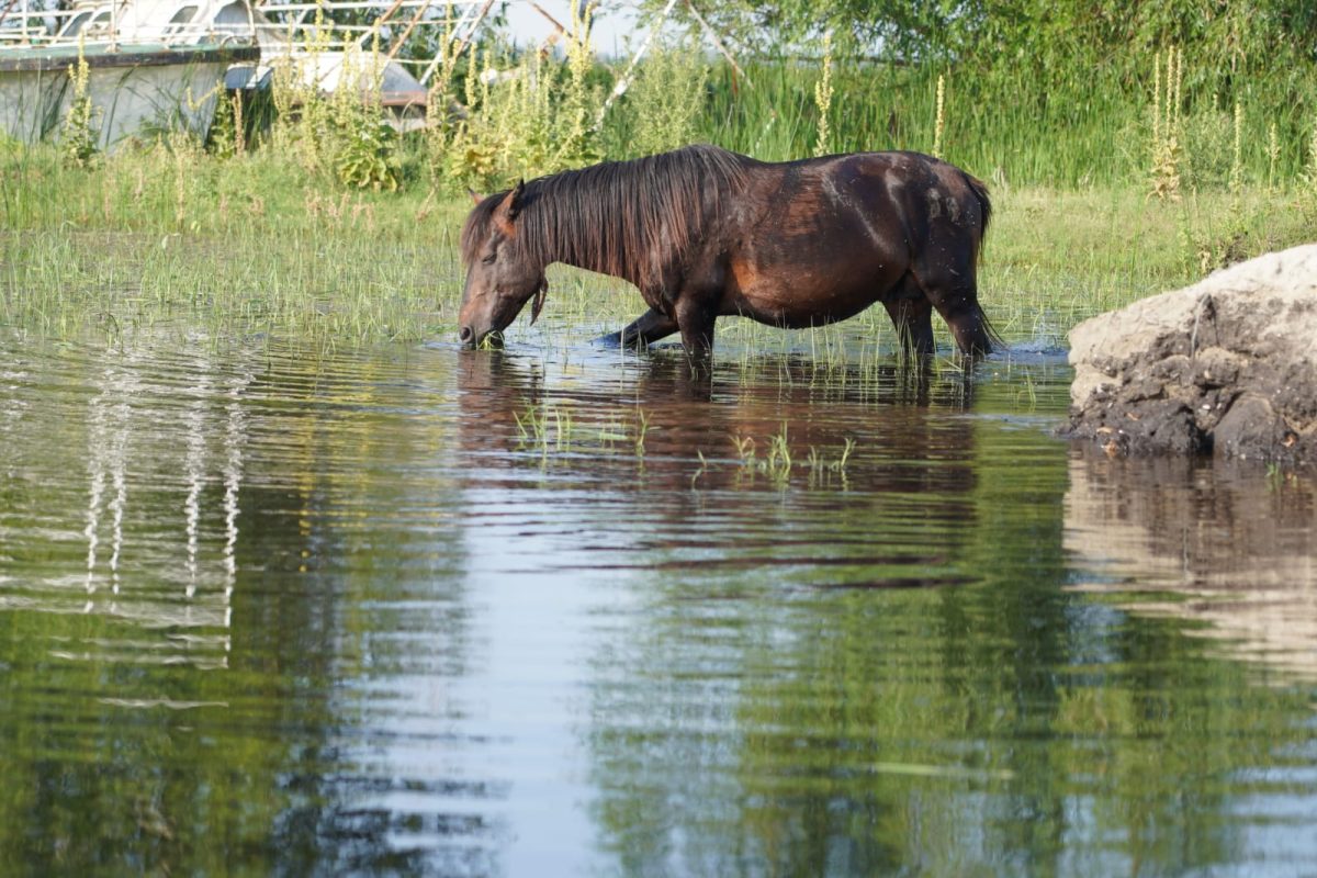 Wild Horses of Letea Forest - Lebada Luxury Resort & SPA