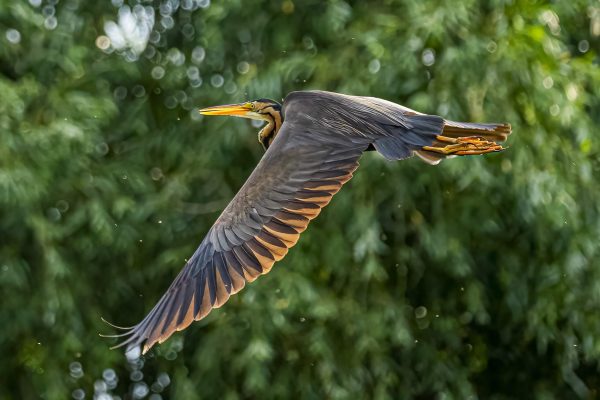What animals live in the Danube Delta? - Lebada Luxury Resort & SPA