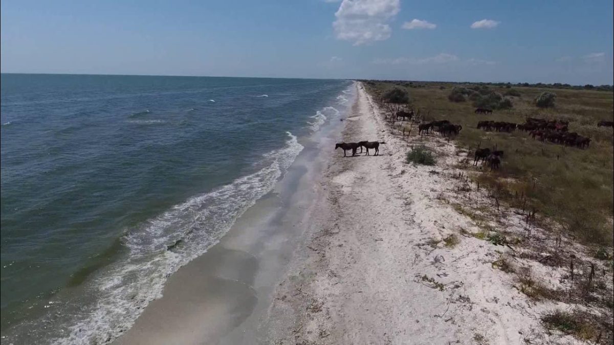 Perisor Wild Beach - Descoperiți frumusețea neîmblânzită a Deltei Dunării