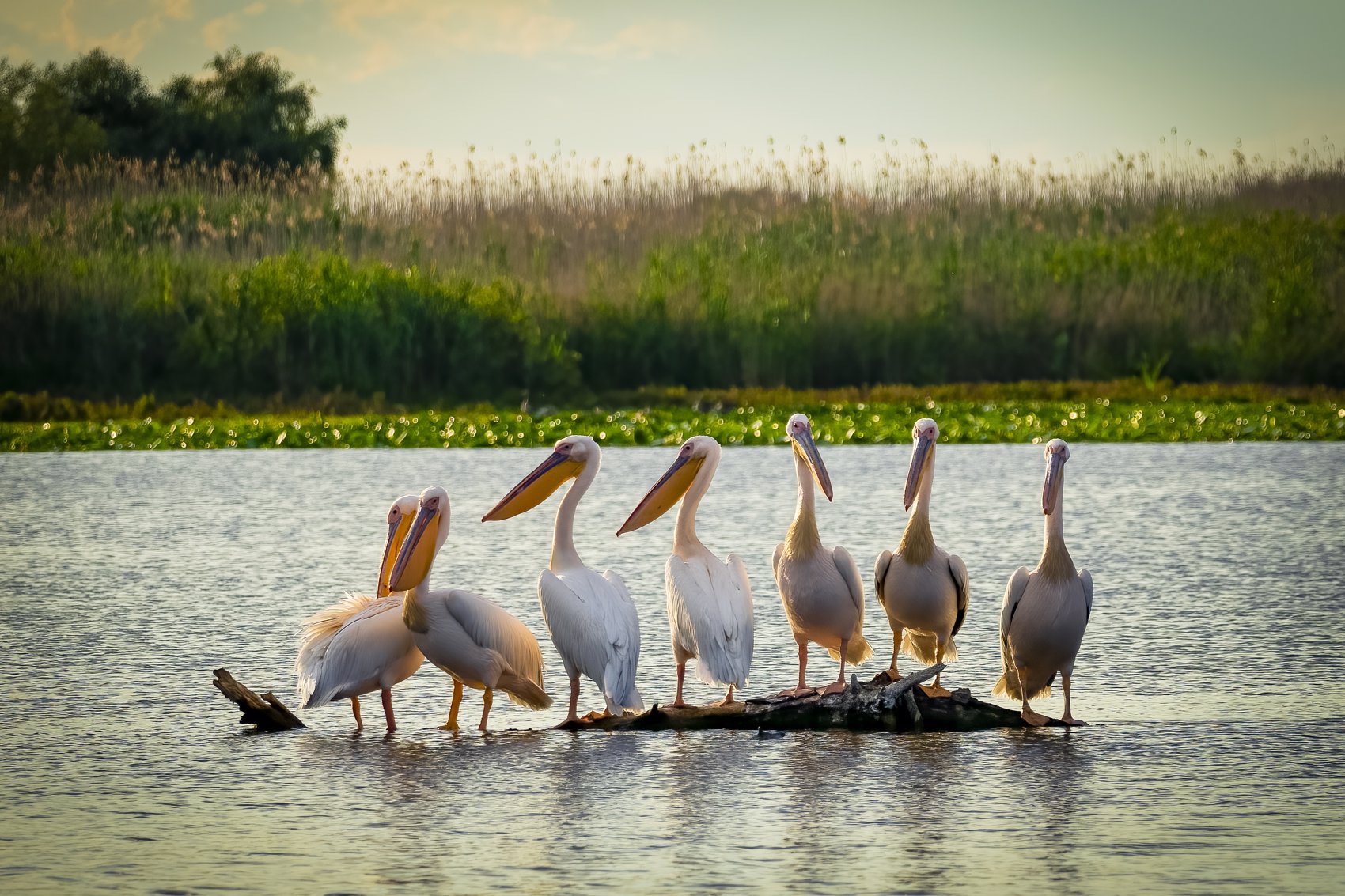 Curiosities and things to know about the Danube Delta - Lebada Luxury ...
