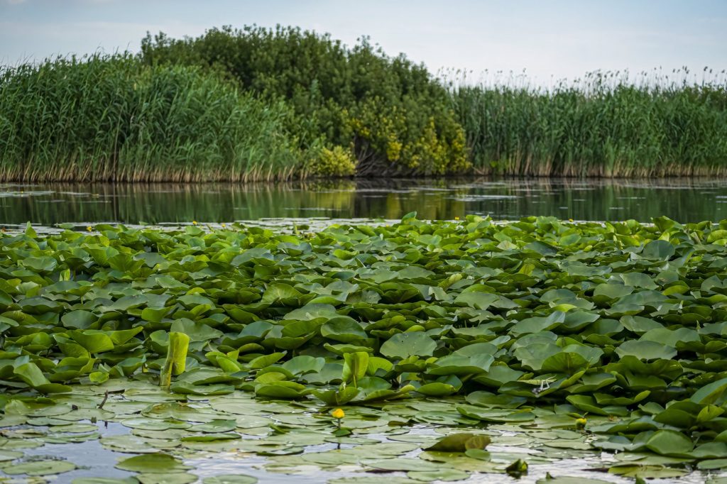 Curiosities and things to know about the Danube Delta - Lebada Luxury ...