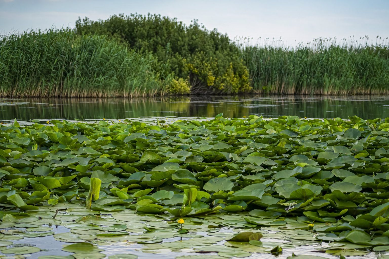 Curiosities and things to know about the Danube Delta - Lebada Luxury ...