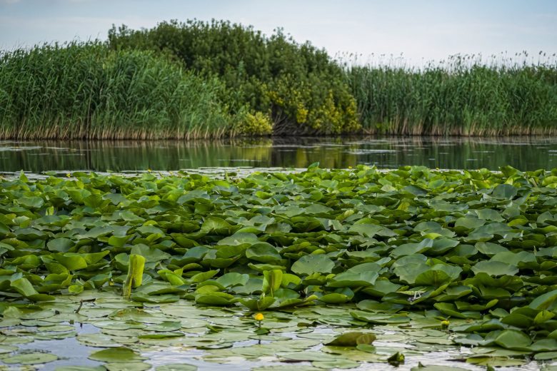 Curiosities and things to know about the Danube Delta - Lebada Luxury ...