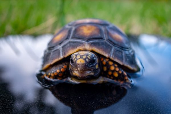 Danube Delta - Water Turtle Emys orbicularis | Lebada Luxury