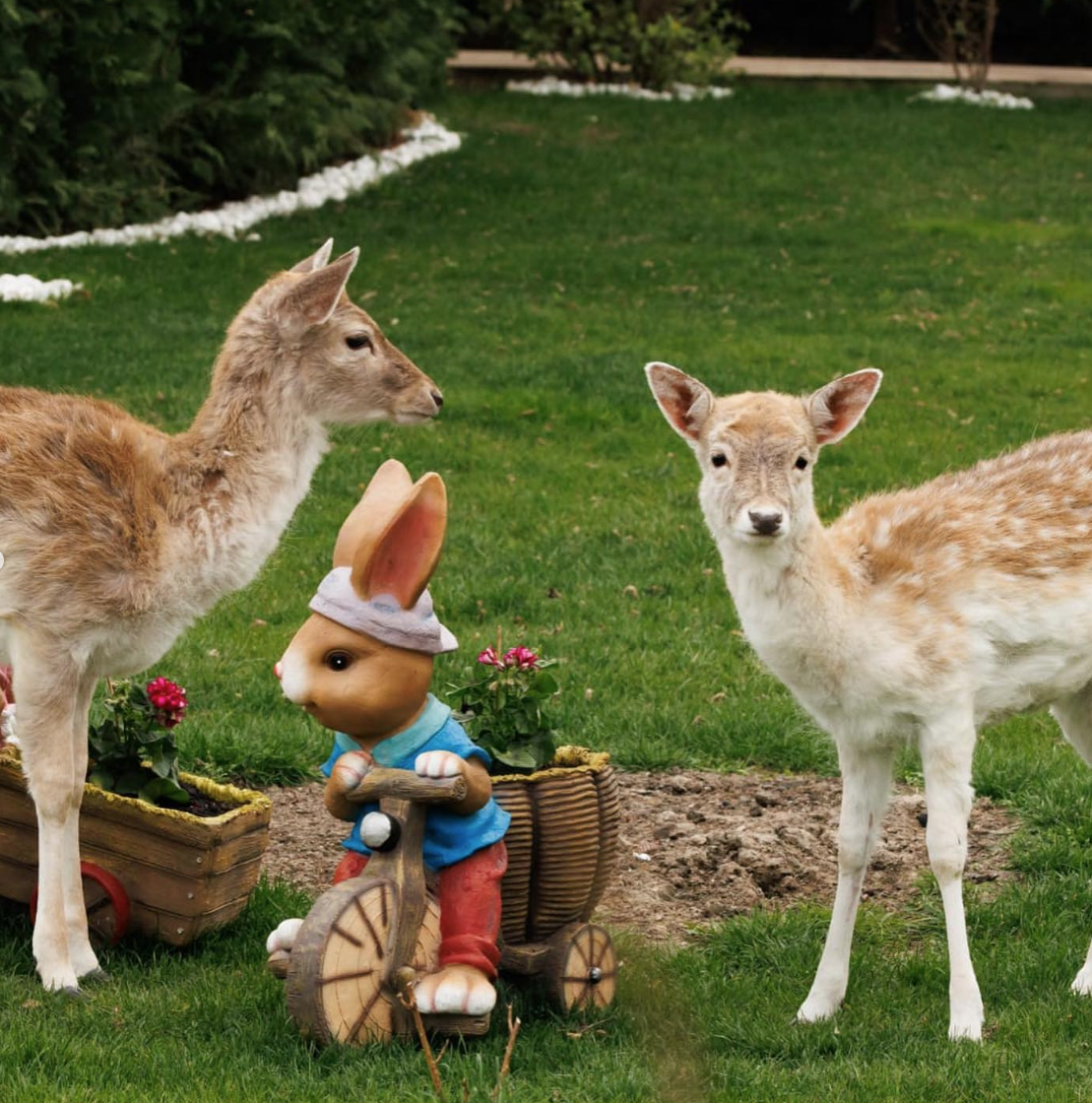 Roe Deer in the Danube Delta | Lebada Luxury Resort