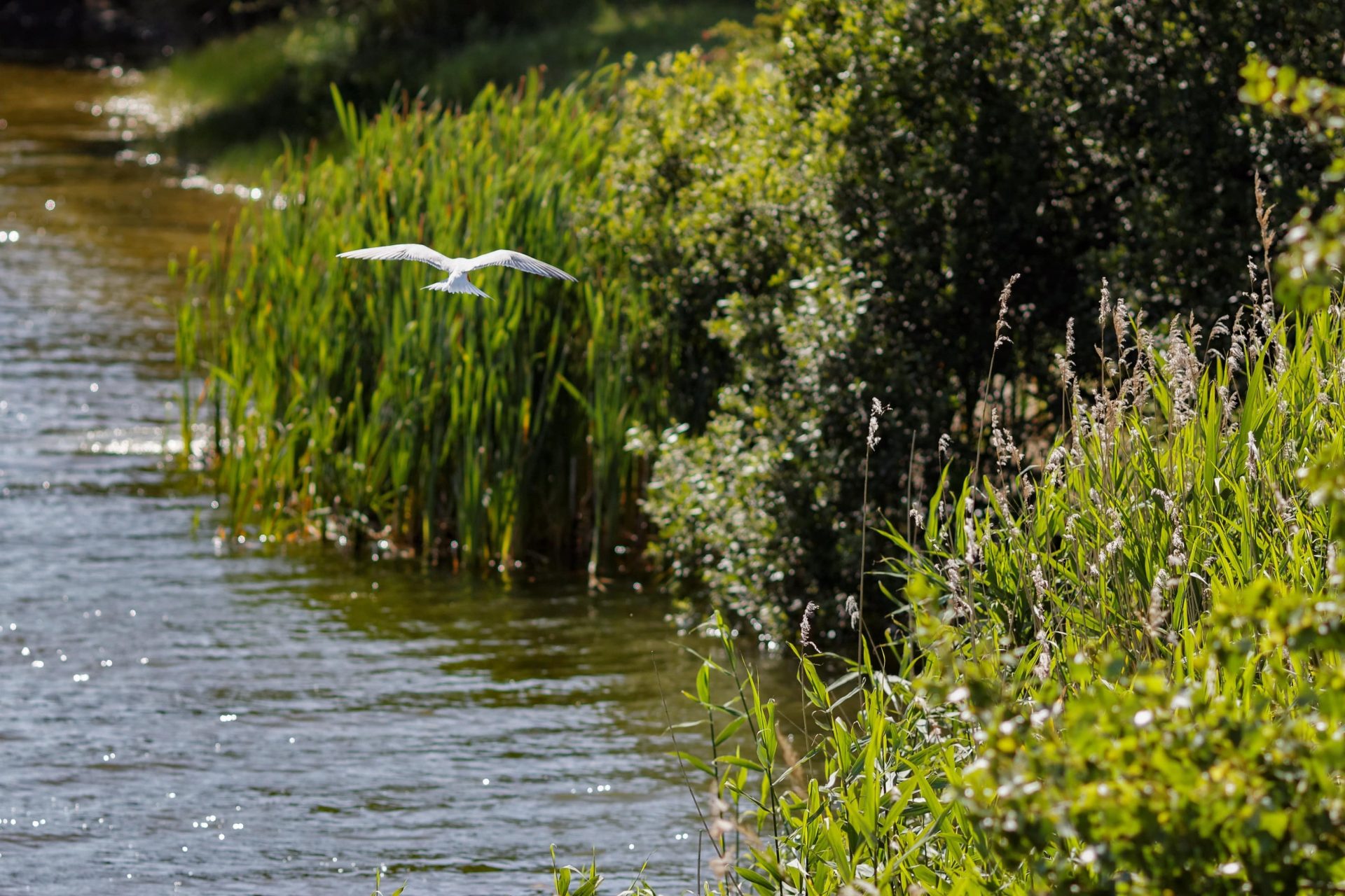 Summer in the Danube Delta - Lebada Luxury Resort & SPA